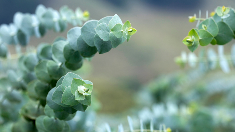 Ingredient Spotlight: Eucalyptus - Nature’s Refreshing Remedy for Radi – ishga Australia